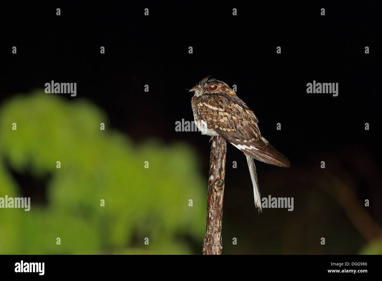 Indian nightjars hi-res stock photography and images - Alamy