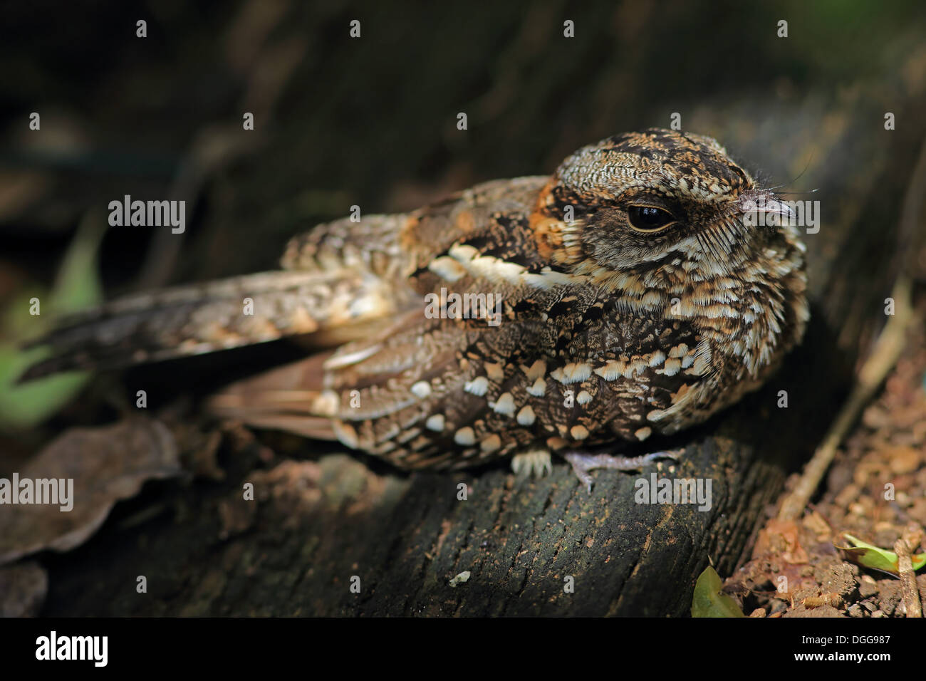 White-tailed Nightjar (Caprimulgus cayennensis) adult, roosting on log ...