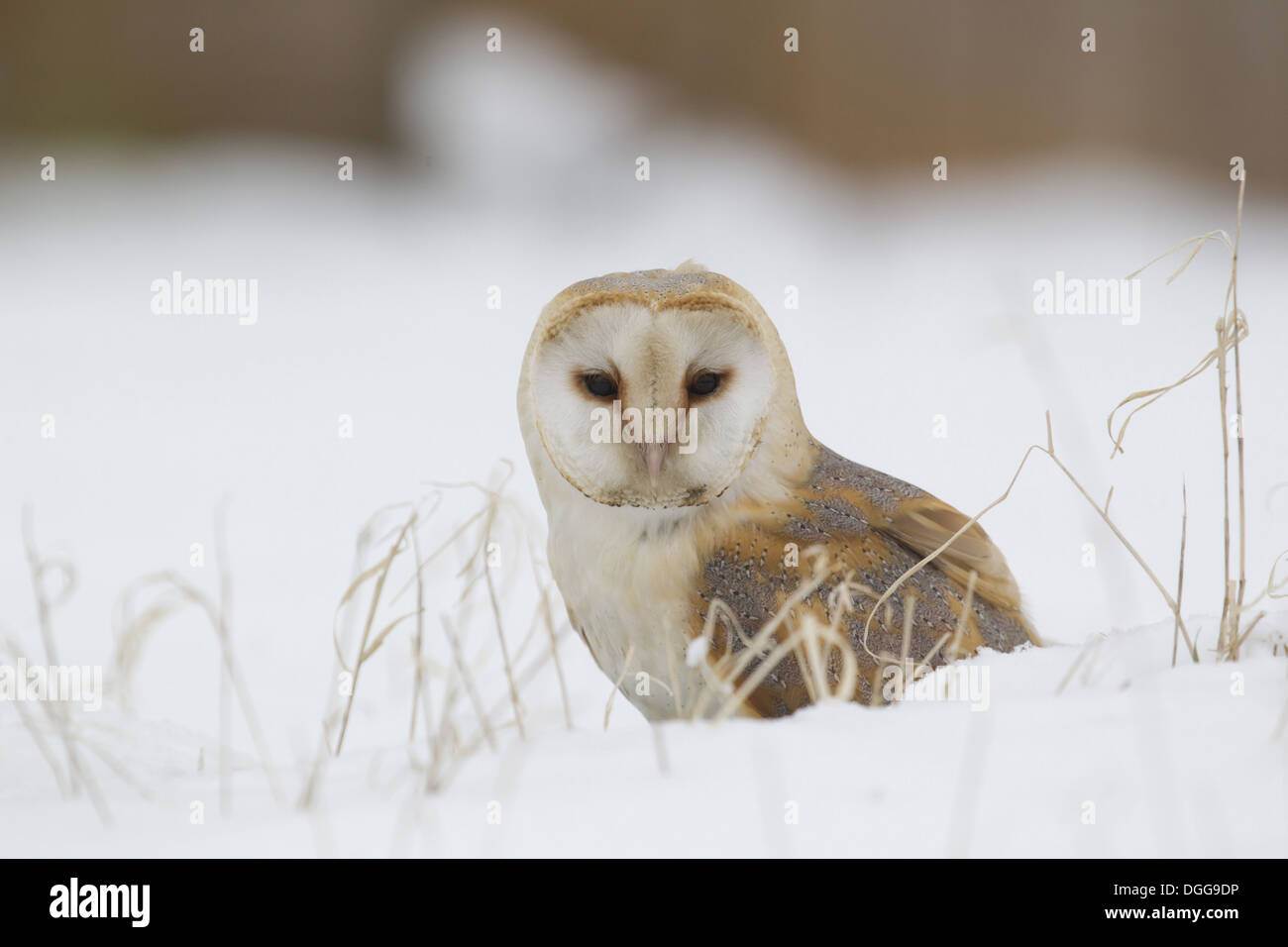 Barn Owl (Tyto alba) adult, standing on snow covered ground, Suffolk ...