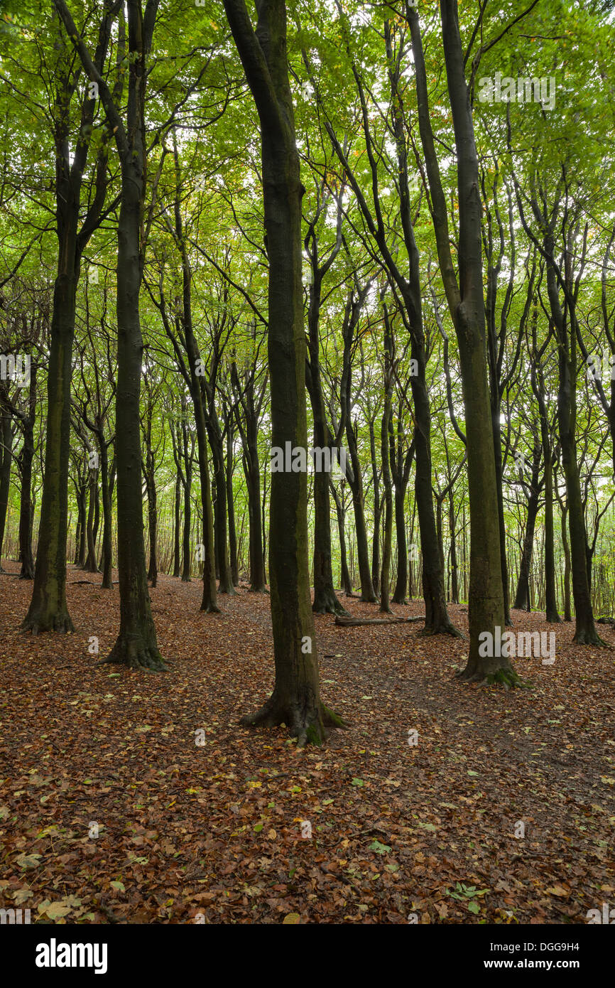 Beech trees showing early autumn colour in Stanmer Park, Brighton, East ...