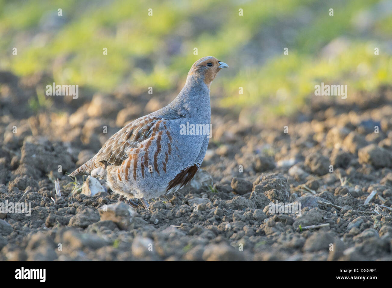 Grey Partridge (Perdix perdix) adult male, gleaning for seeds, standing ...