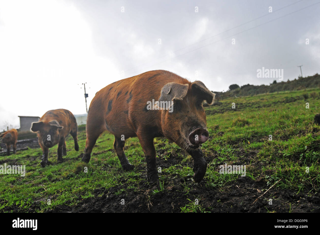 Oxford Sandy & Black pigs on a Cornish farm Stock Photo - Alamy