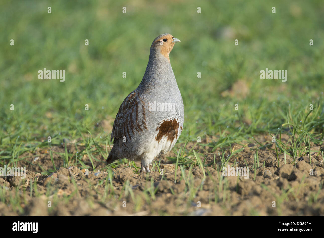 Grey Partridge (Perdix perdix) adult male, standing in seedling wheat ...
