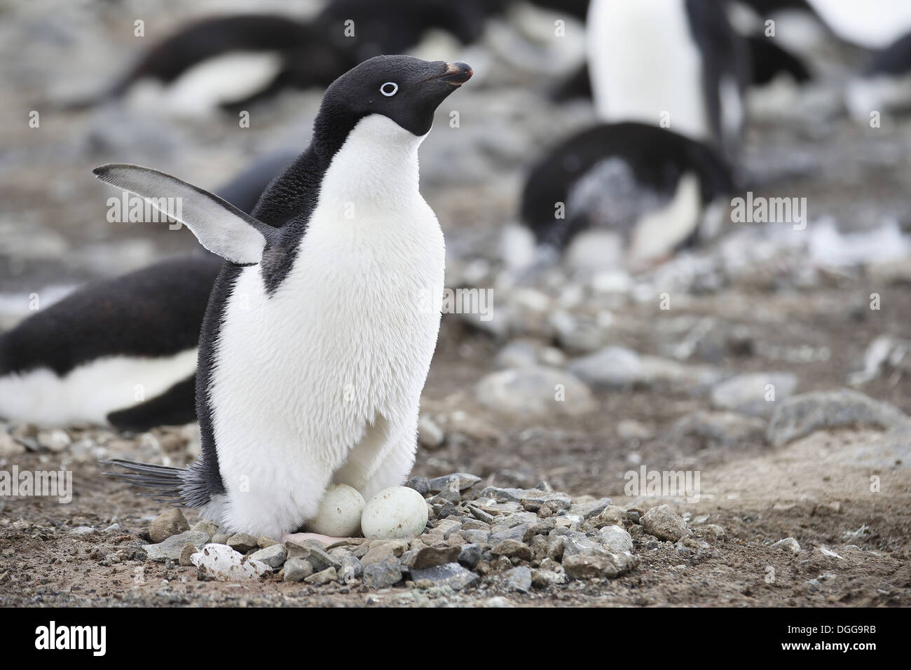 Adelie Penguin (Pygoscelis adeliae) adult showing brood patch standing ...