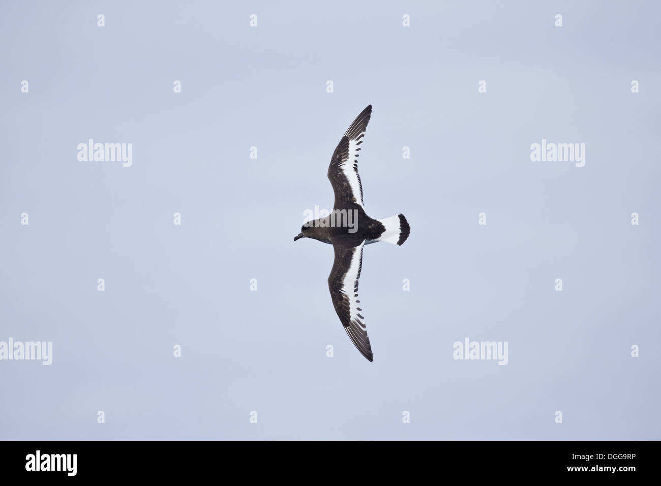 Antarctic petrel thalassoica antarctica flying hi-res stock photography ...