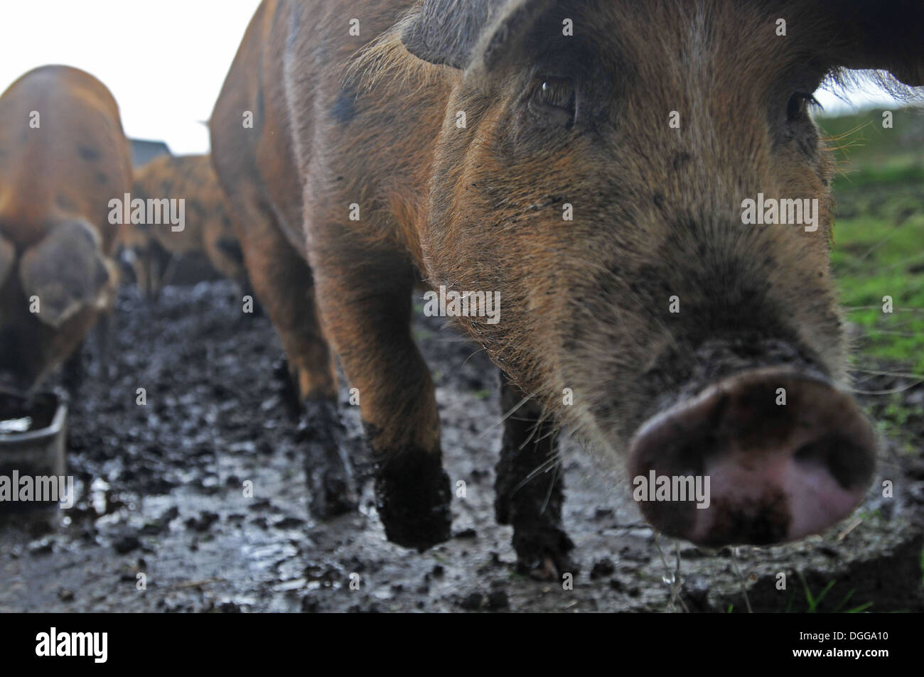 Pig breed oxford sandy and black hi-res stock photography and images ...