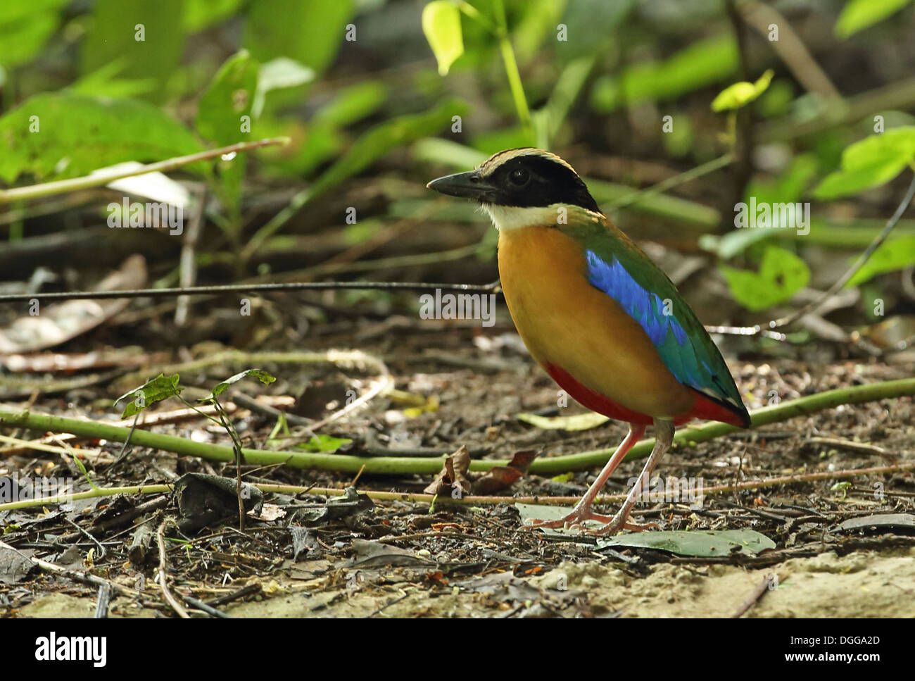 Blue winged pitta moluccensis hi-res stock photography and images - Alamy