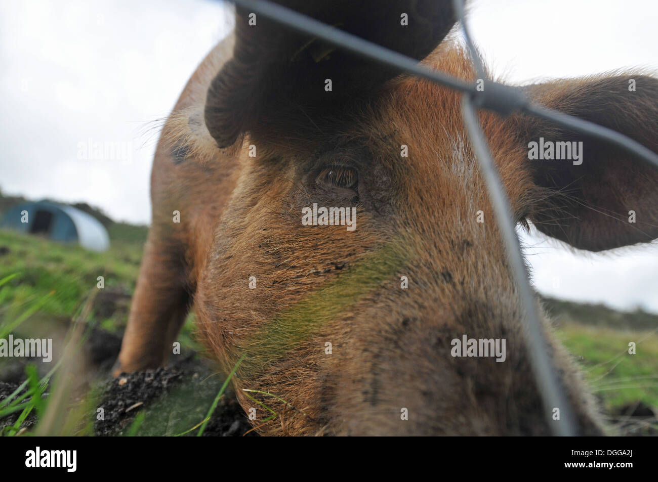 Pig face close up hi-res stock photography and images - Alamy