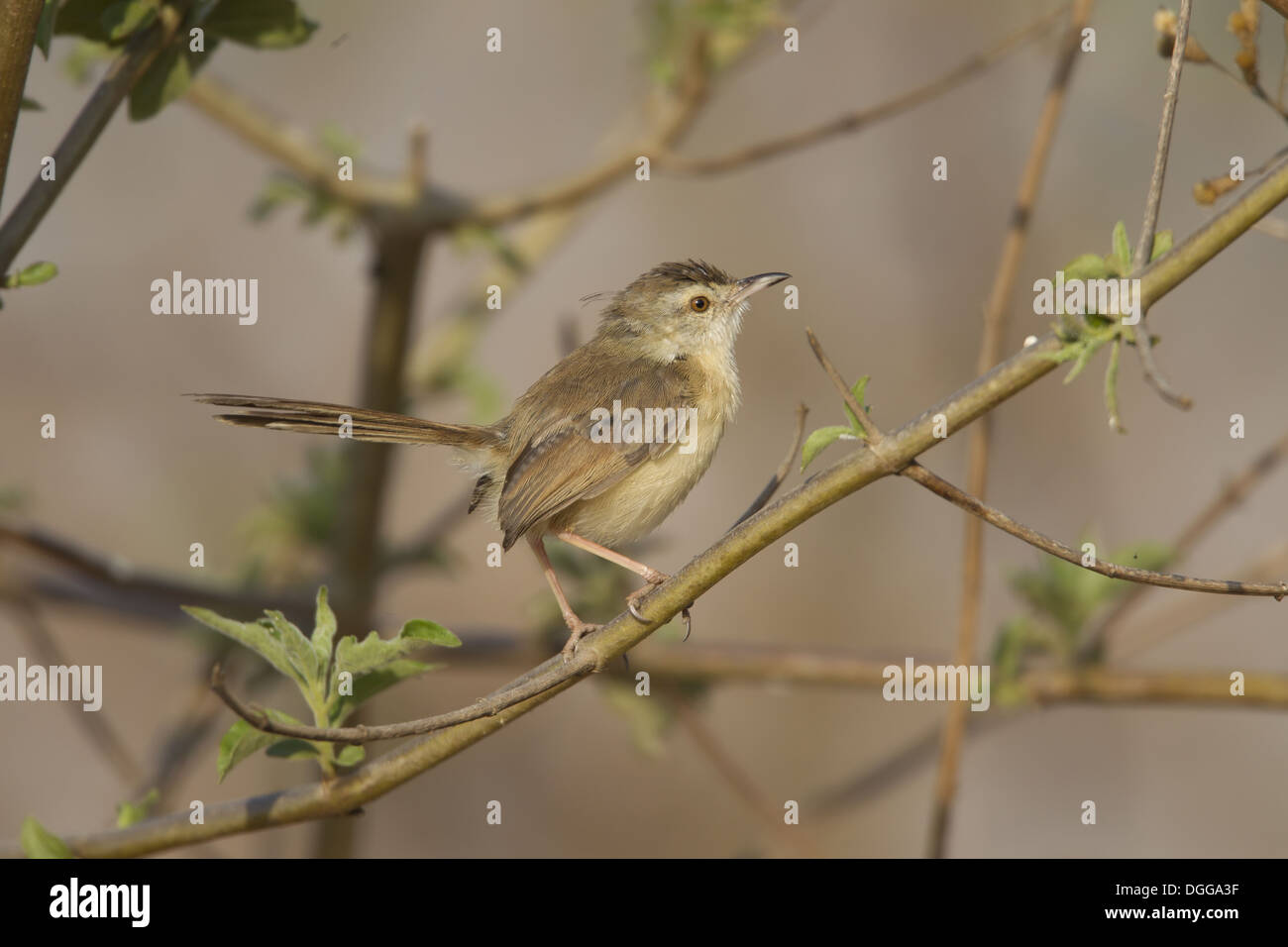 Plain Prinia (Prinia inornata) adult, perched on twig, Bangalore ...