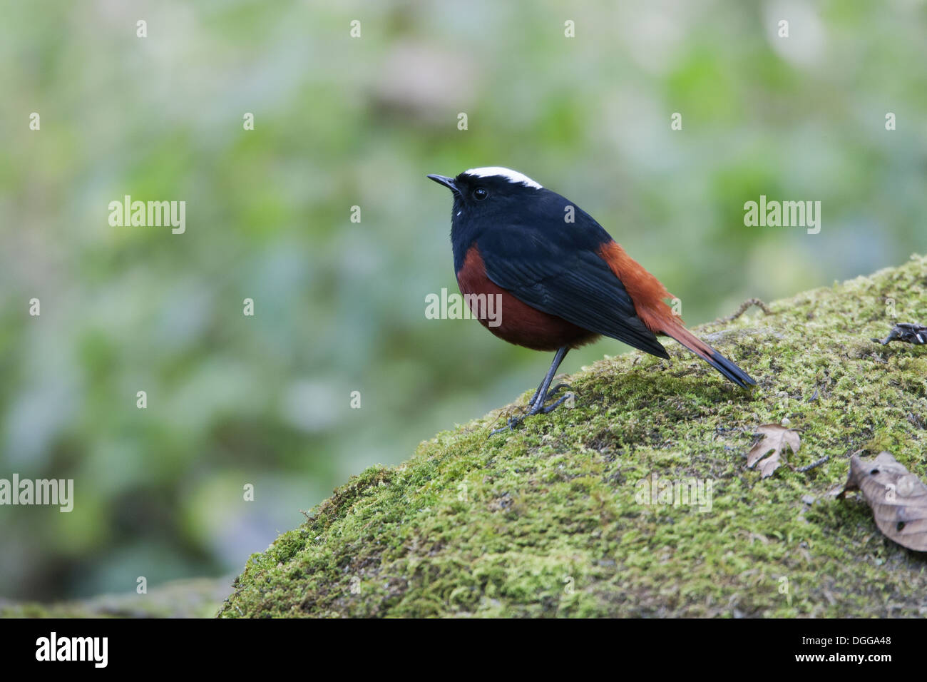 White-capped Water-redstart (Chaimarrornis leucocephalus) adult male ...