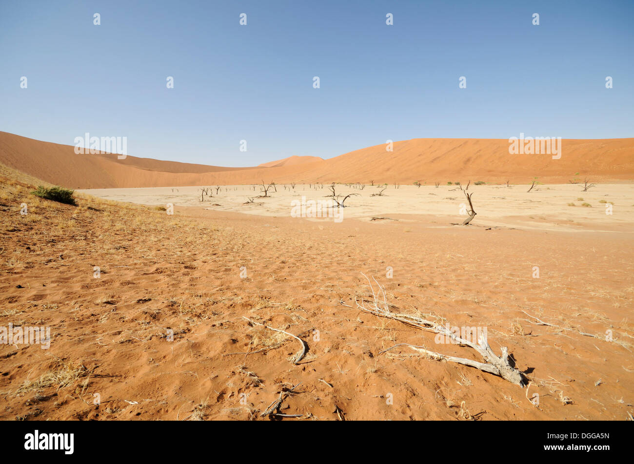 Dead trees in a parched clay pan in front of red dunes, Deadvlei ...