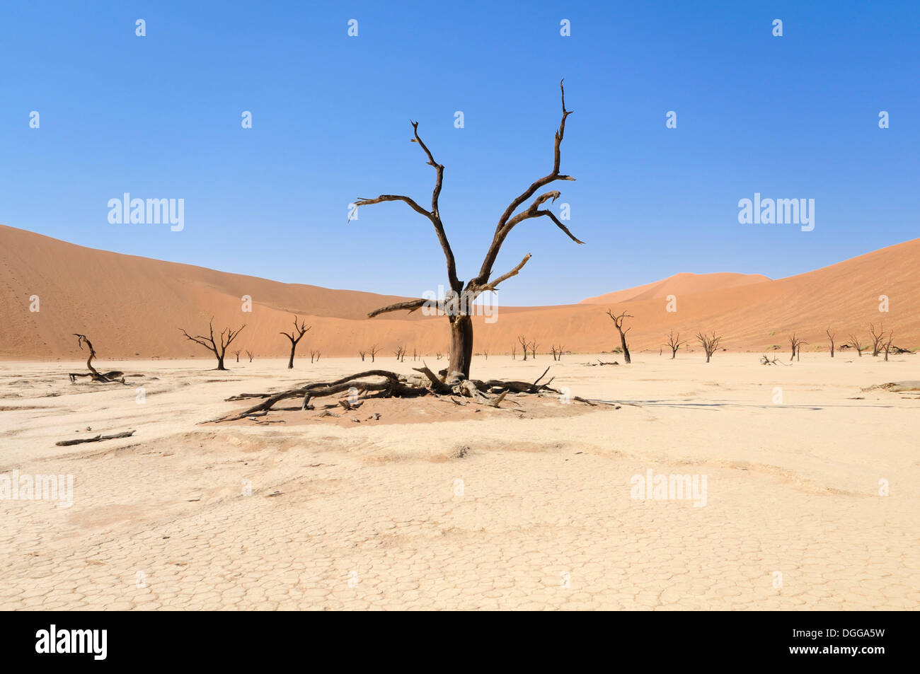 Dead trees on parched clay pan before red dune landscape, Deadvlei ...