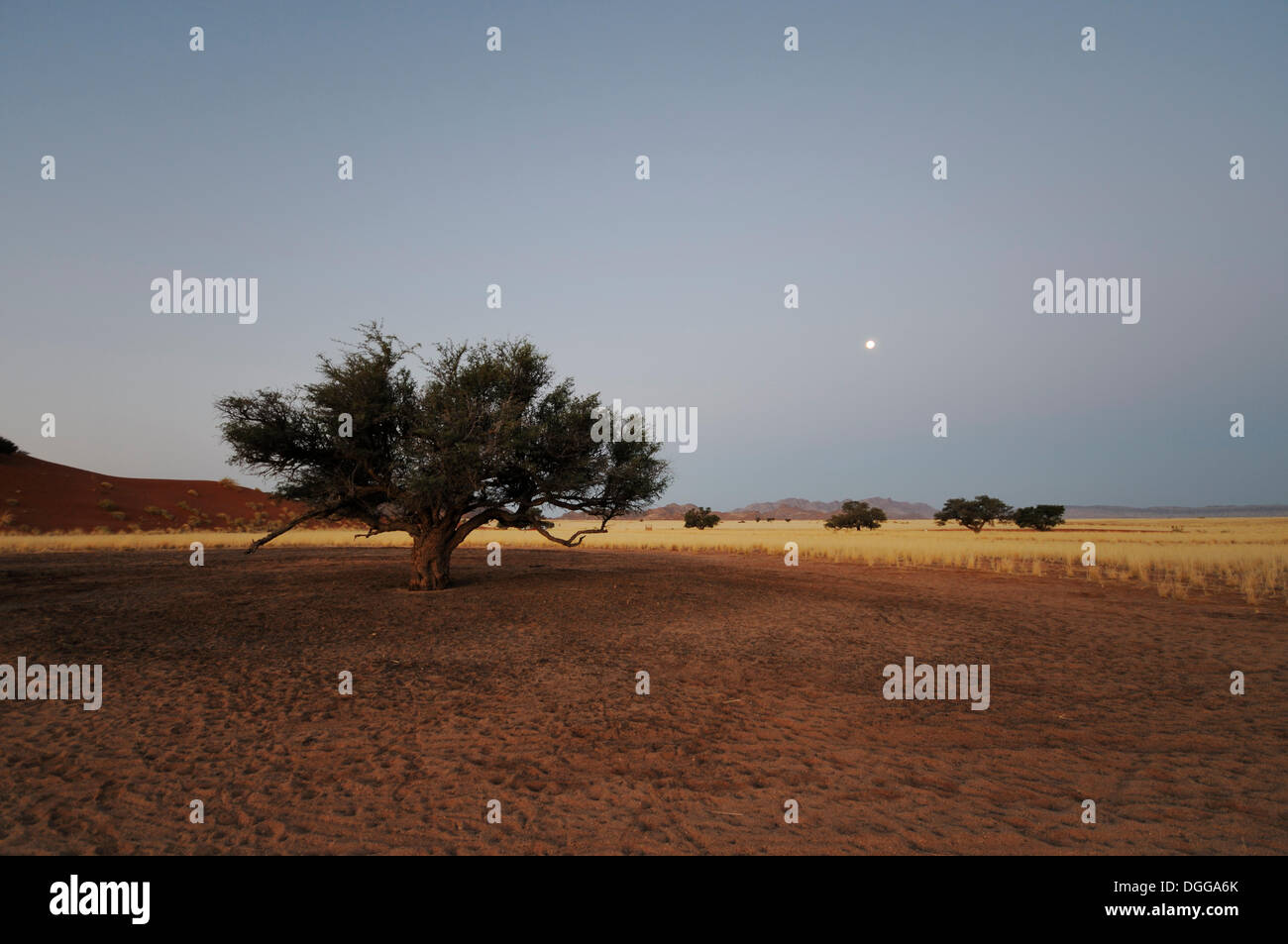Elim Dune at dusk, moon, Naukluft Mountains, Sossusvlei, Namib Desert ...