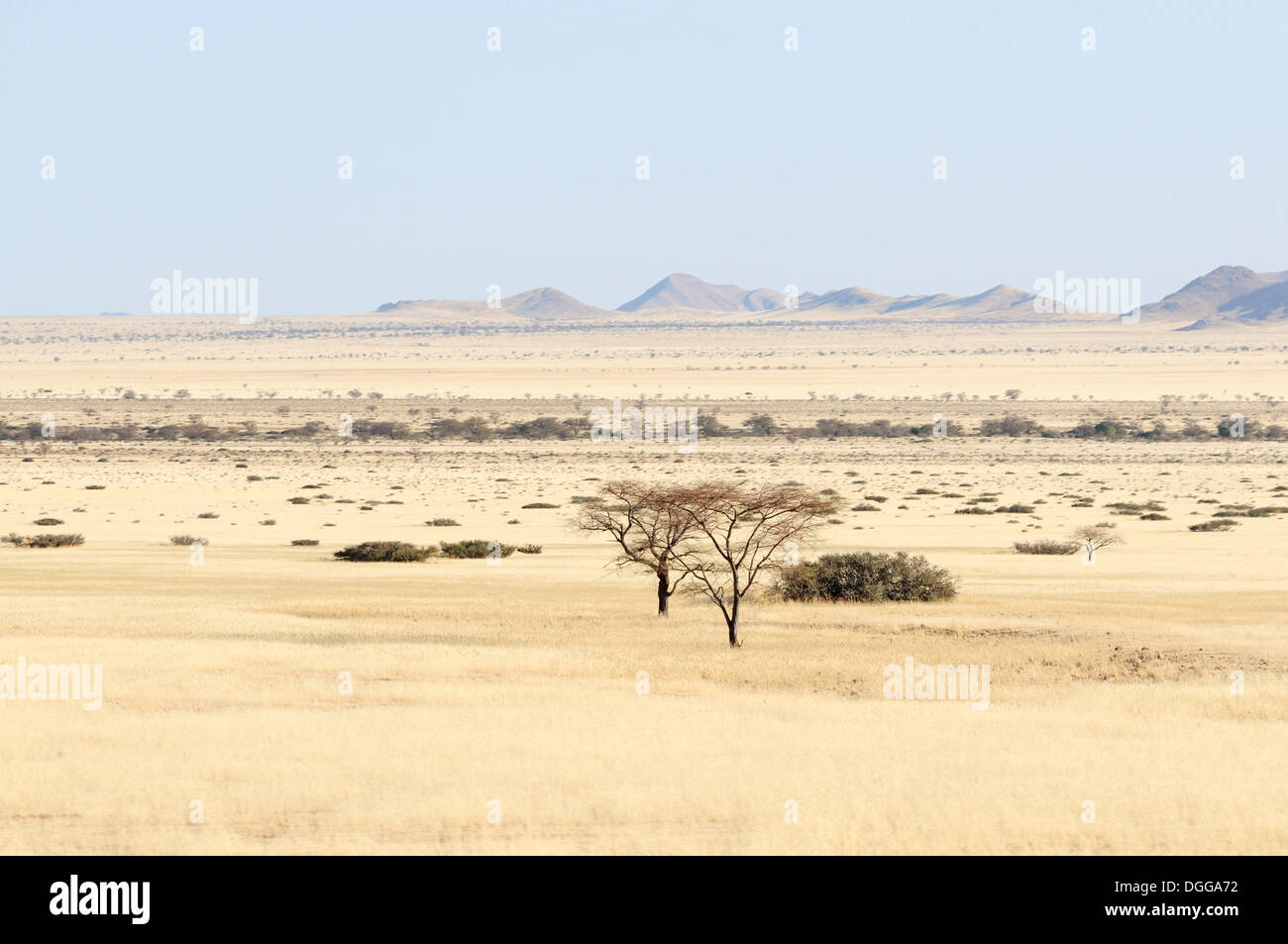 Acacia (Acacia), grassy landscape, Namib-Wüste, Namibia Stock Photo - Alamy