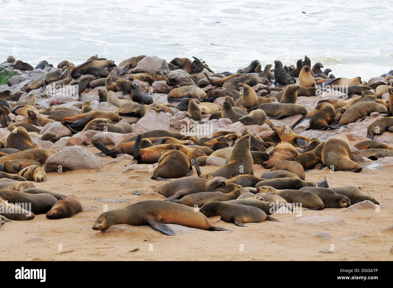 Breeding colony of South African Fur Seals or Cape Fur Seals ...