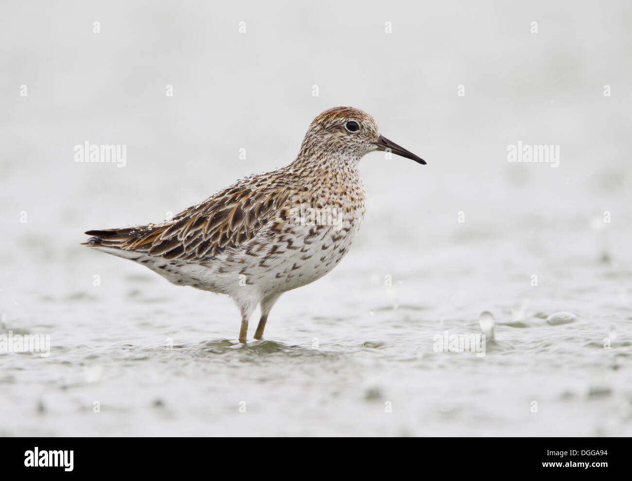 Sharp-tailed Sandpiper (Calidris acuminata) adult breeding plumage ...
