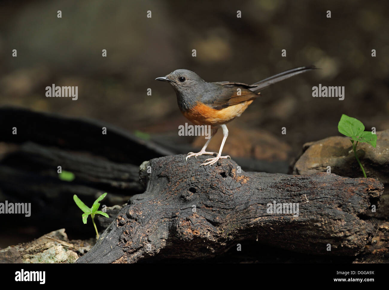 White-rumped Shama (Copsychus malabaricus interpositus) adult female ...