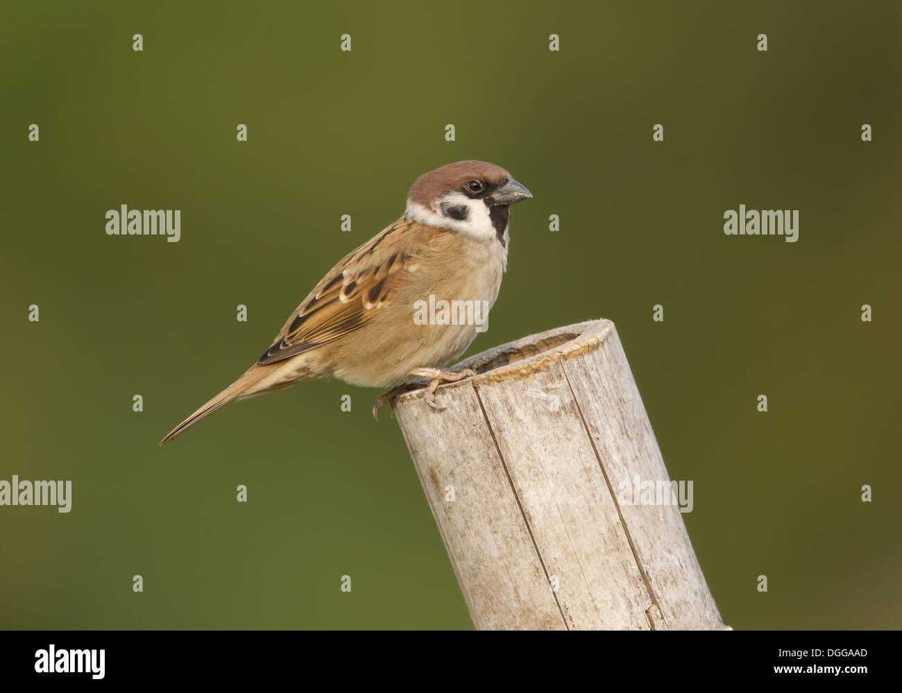 Chinese tree sparrow hi-res stock photography and images - Alamy