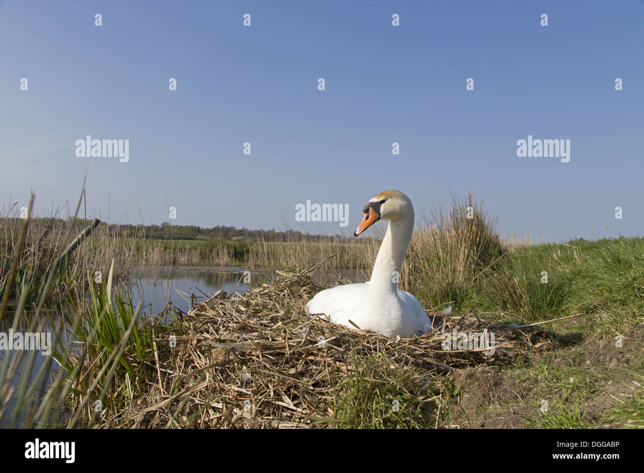 Mute Swan (Cygnus olor) adult female, sitting on nest, incubating eggs, Suffolk, England, May ...