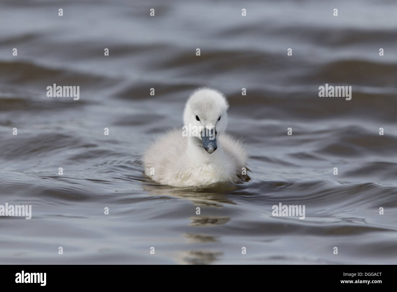 Mute Swan (Cygnus olor) cygnet, swimming, Suffolk, England, May Stock ...