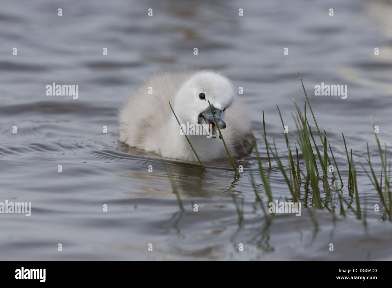Mute Swan (Cygnus olor) cygnet, feeding, picking spider from stem in ...