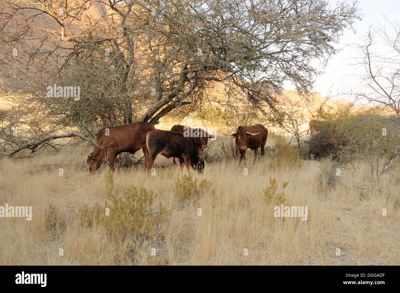 Savannah african cattle animals hi-res stock photography and images - Alamy