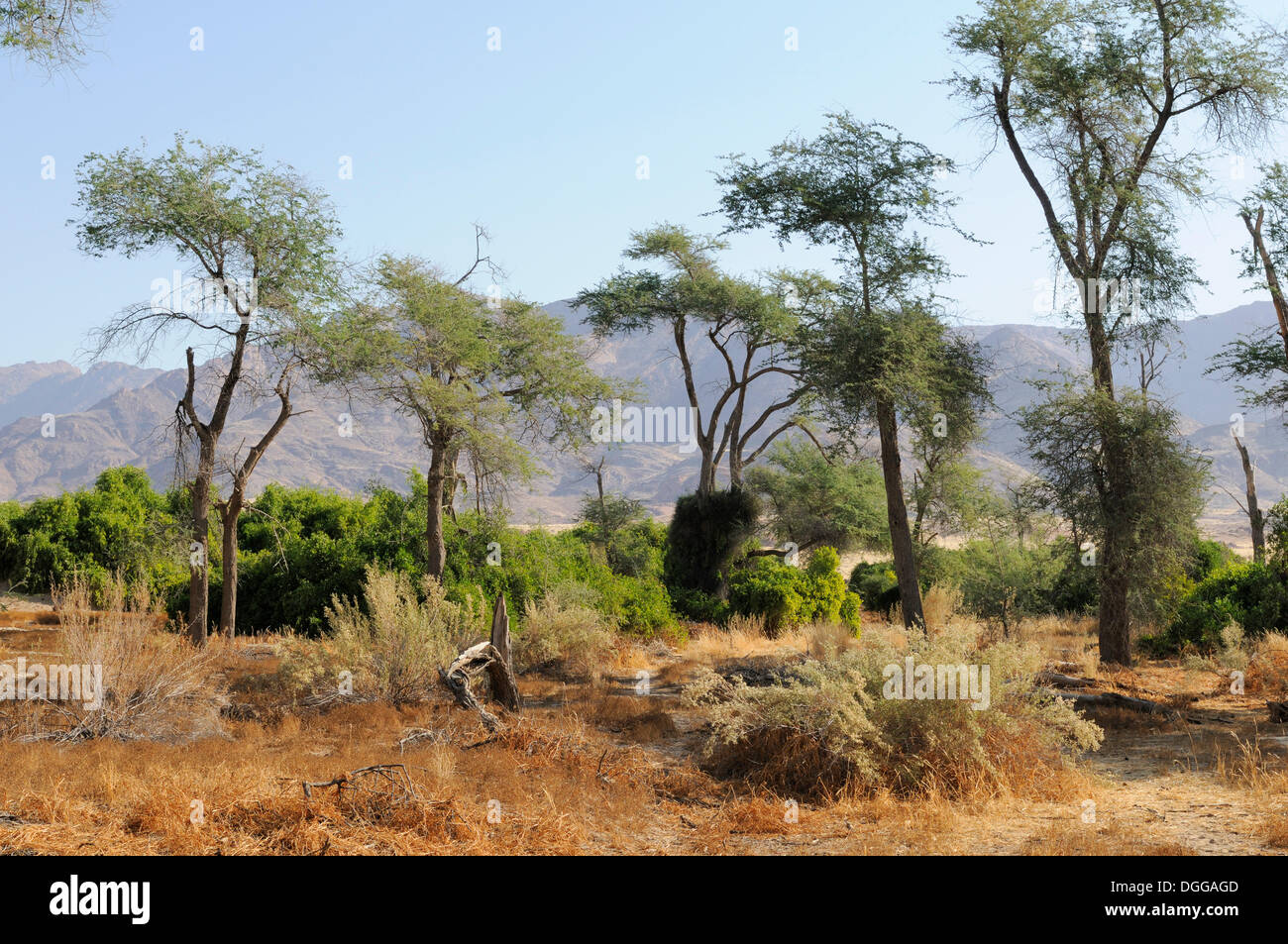 Shrubland africa hi-res stock photography and images - Alamy
