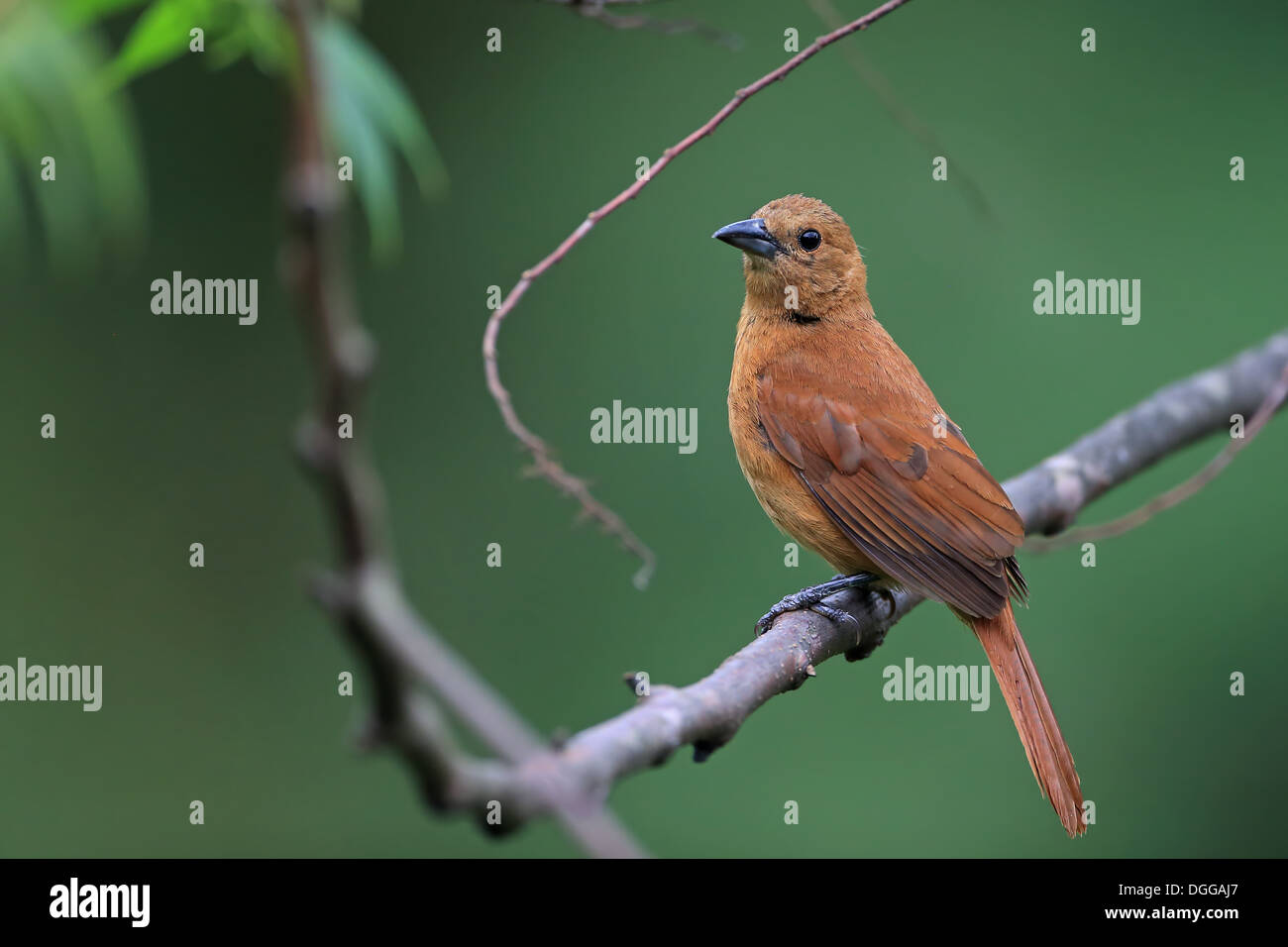 White-lined Tanager (Tachyphonus rufus) adult female, perched on twig ...