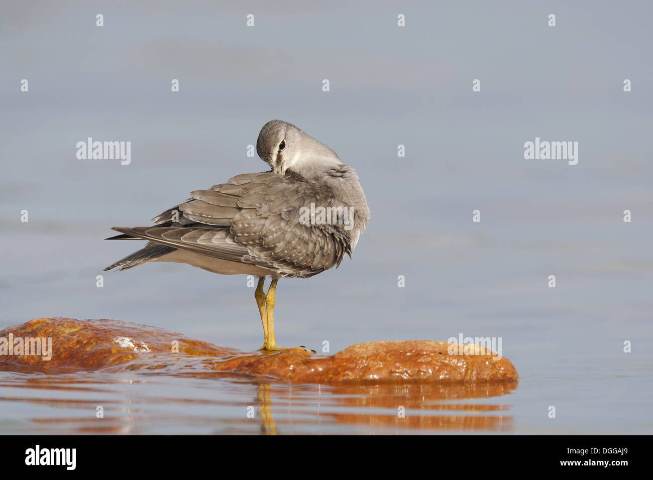 Grey tailed tattler tringa brevipes hi-res stock photography and images ...