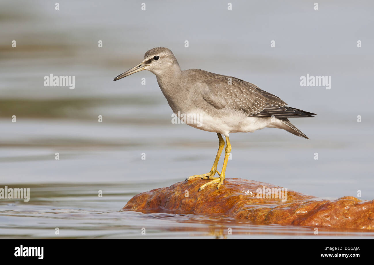 Grey-tailed Tattler (Tringa brevipes) immature, first winter plumage ...