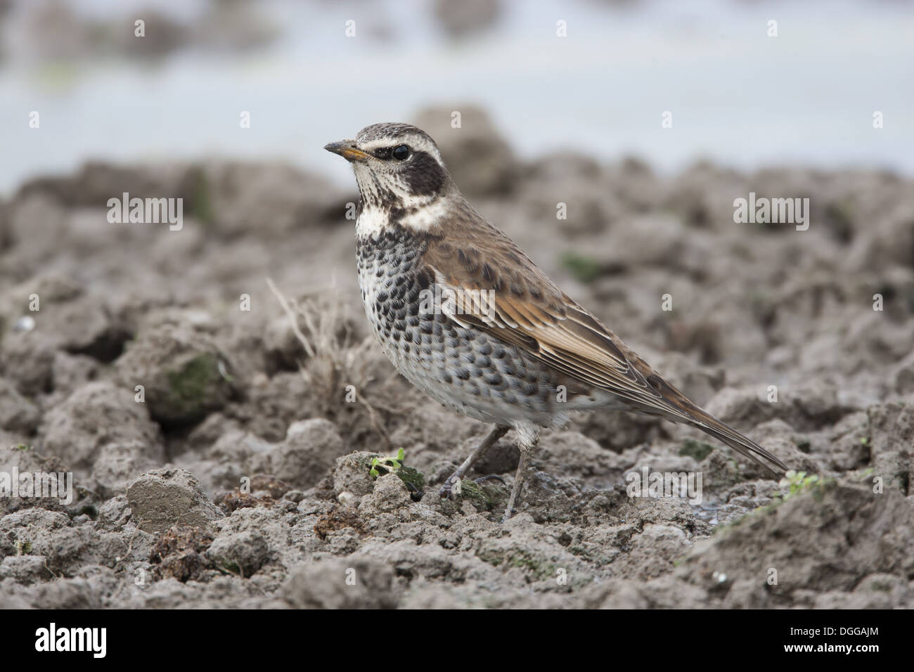 Thrushes farm hi-res stock photography and images - Alamy