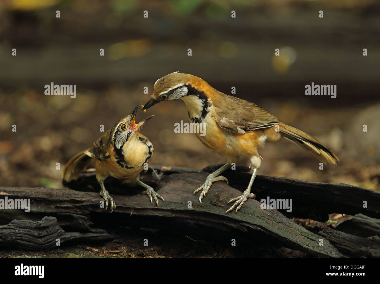 Greater Necklaced Laughingthrush (Garrulax pectoralis subfusus) adult ...