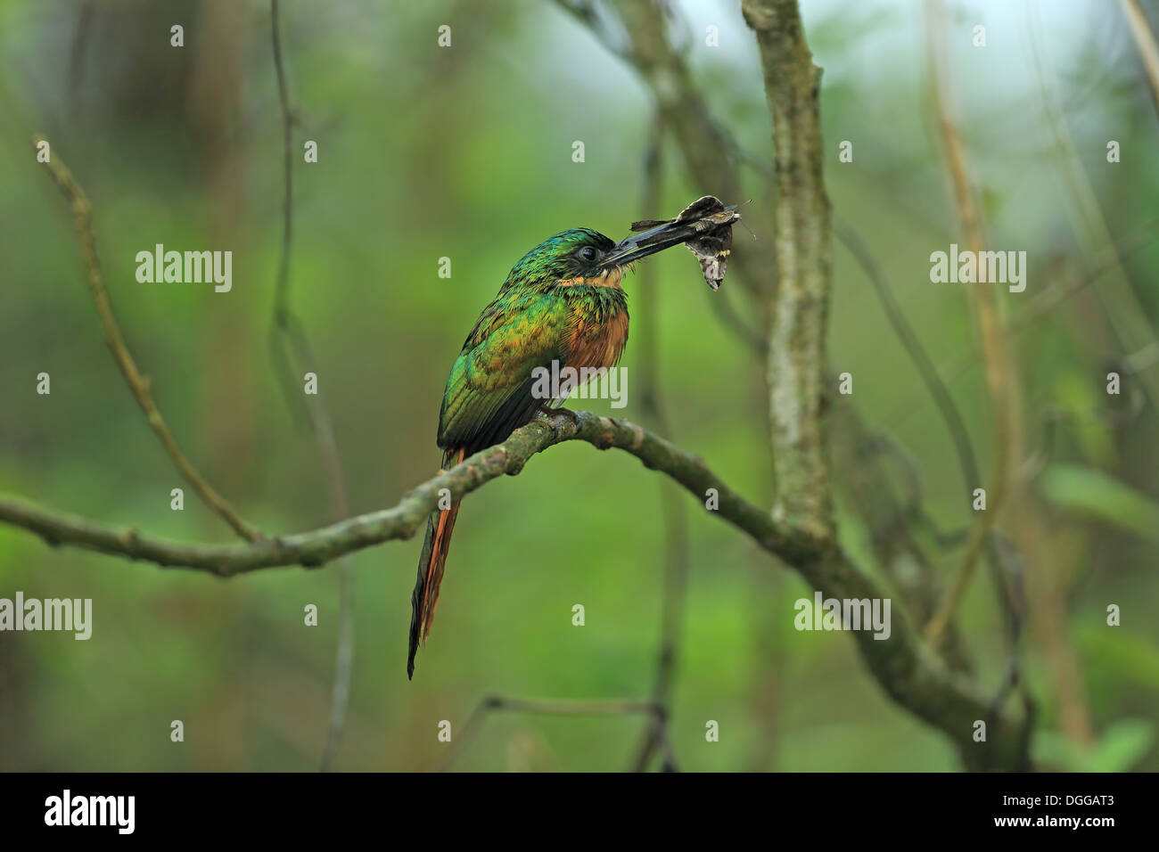 Butterflies in trinidad and tobago hi-res stock photography and images ...