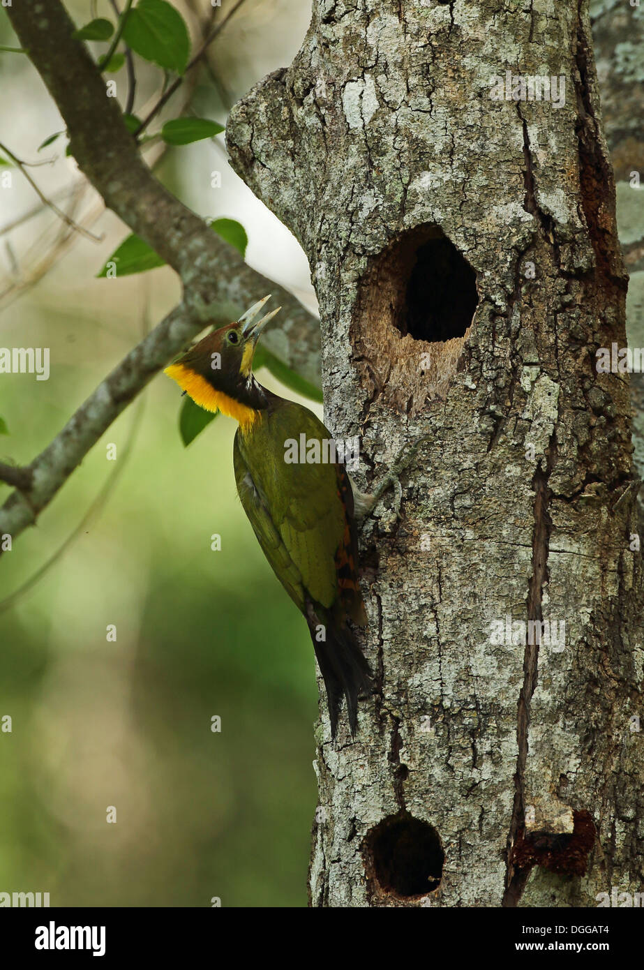 Greater Yellownape (Picus flavinucha lylei) adult male, clinging to ...