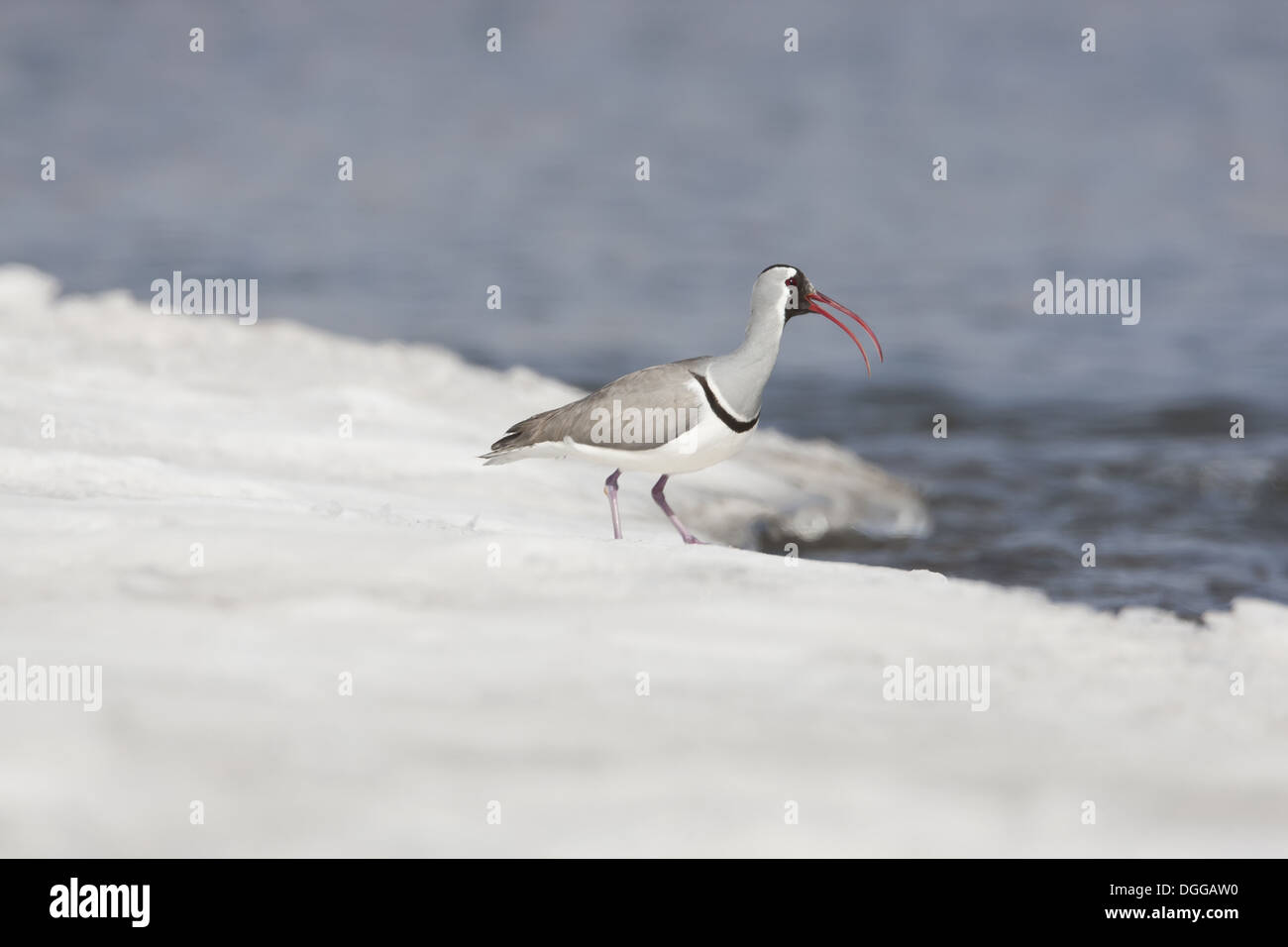 Ibisbill (Ibidorhyncha struthersii) adult with beak open standing on ...