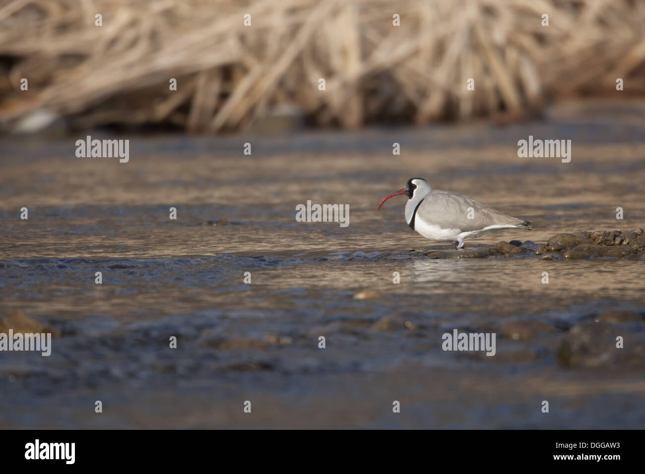 Ibisbill ibidorhyncha struthersii adult hi-res stock photography and ...