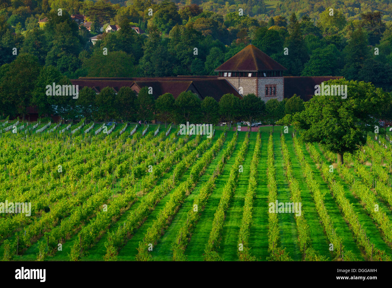 Denbies vineyard Dorking surrey Stock Photo - Alamy
