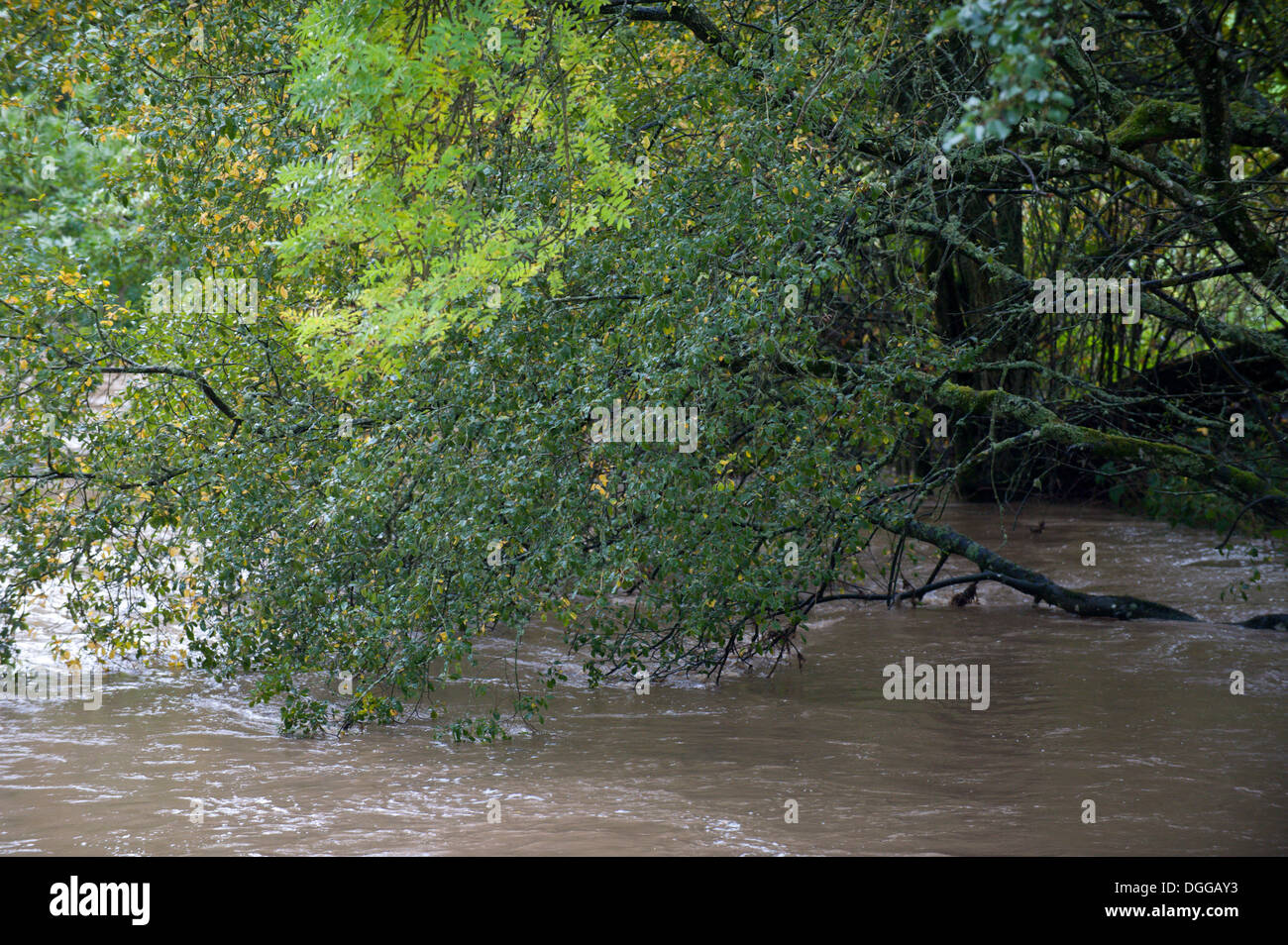Llandrindod Wells, UK. 21st October 2013. After continuous overnight ...