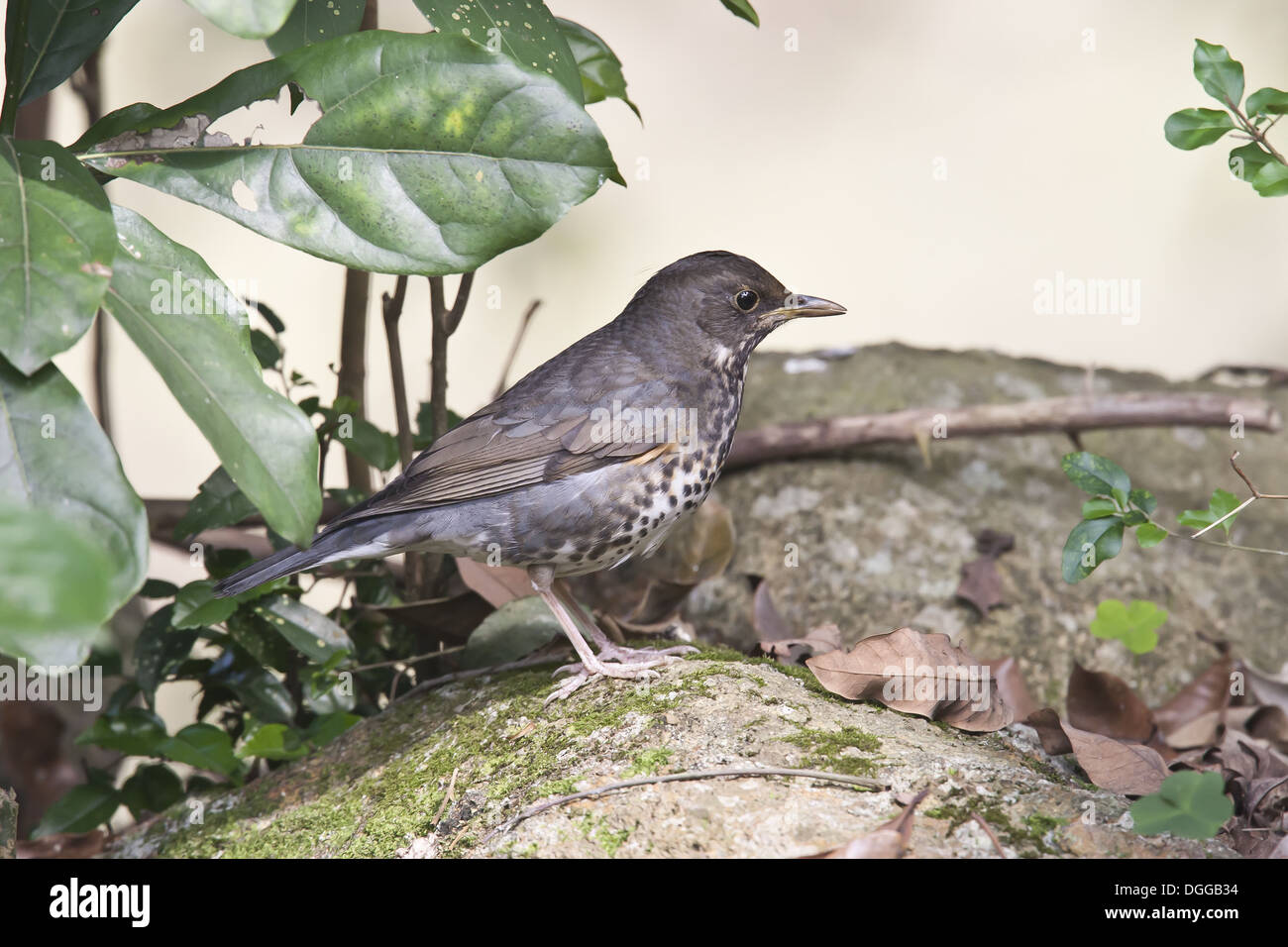 Japanese Thrush (Turdus cardis) immature male, first winter plumage ...