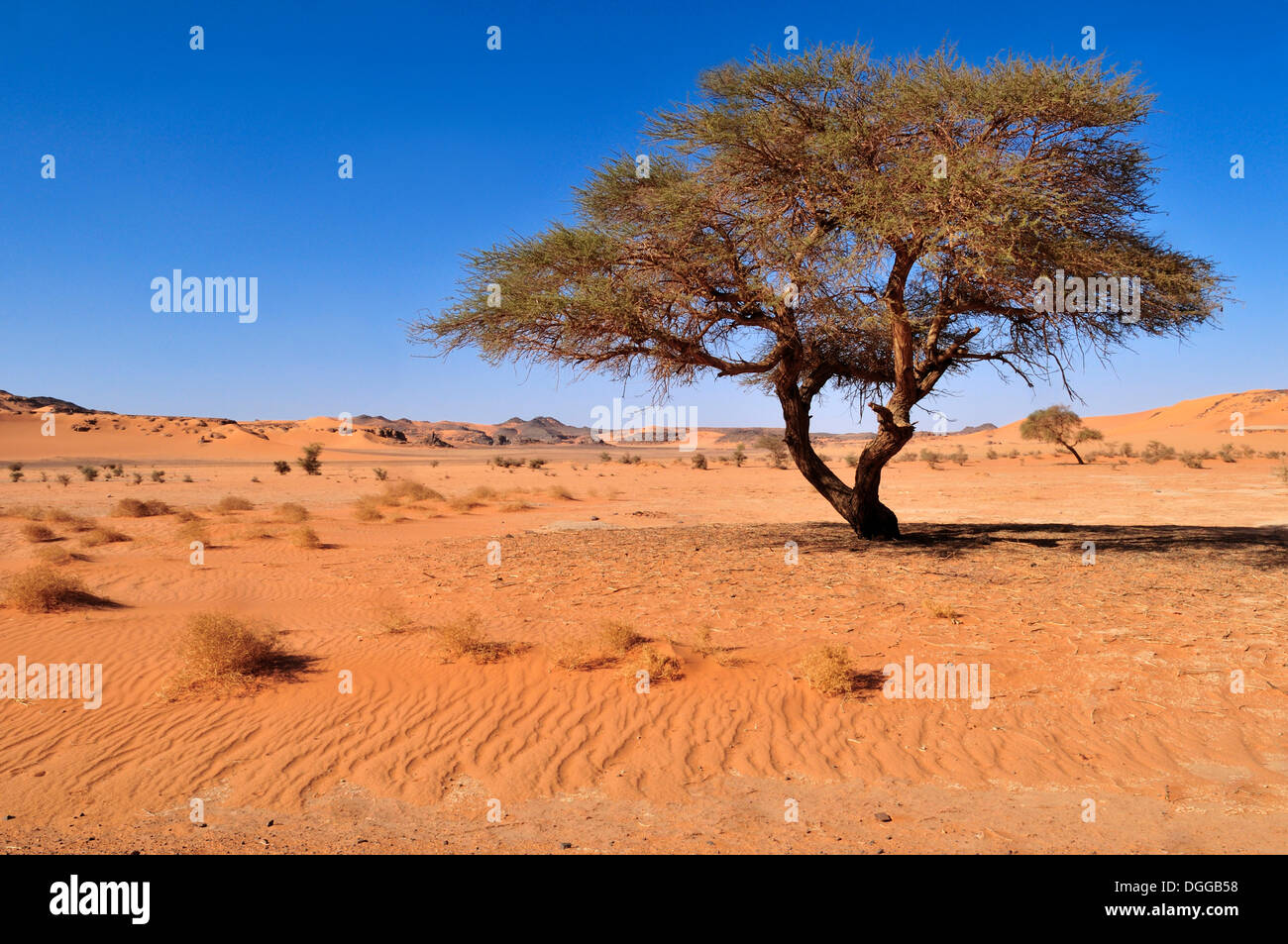 Acacia tree at In Tehak, Tadrart, Tassili n'Ajjer National Park, Unesco ...