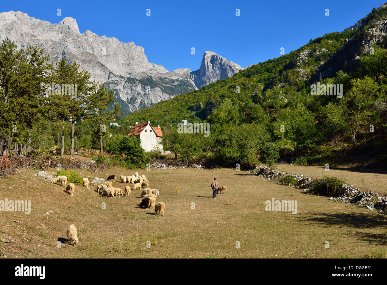 Herder with sheep in Theth or Thethi valley, Theth National Park ...