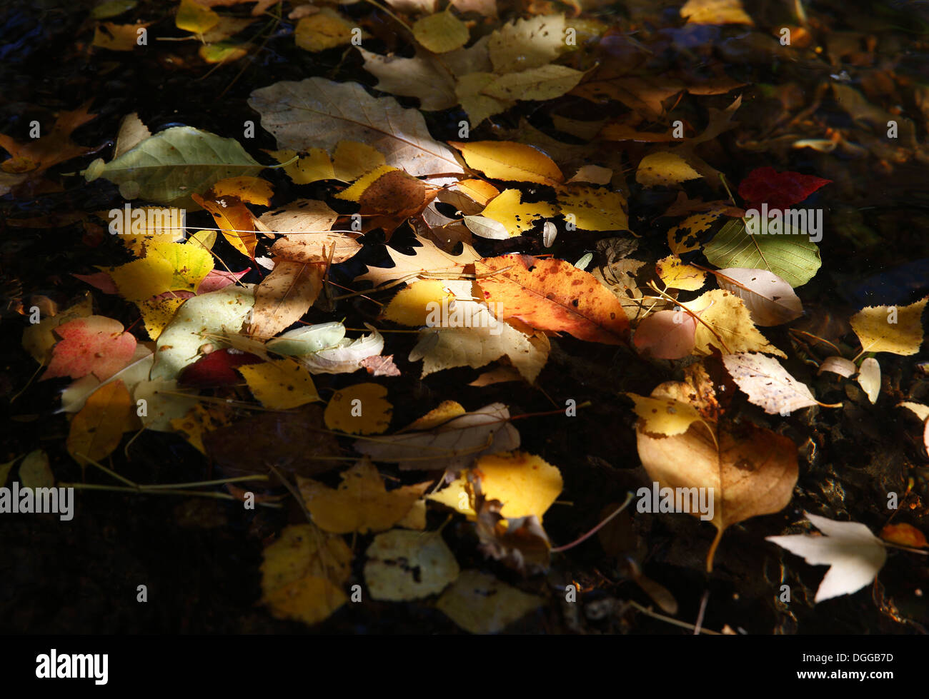 Autumn leaves on water Stock Photo - Alamy