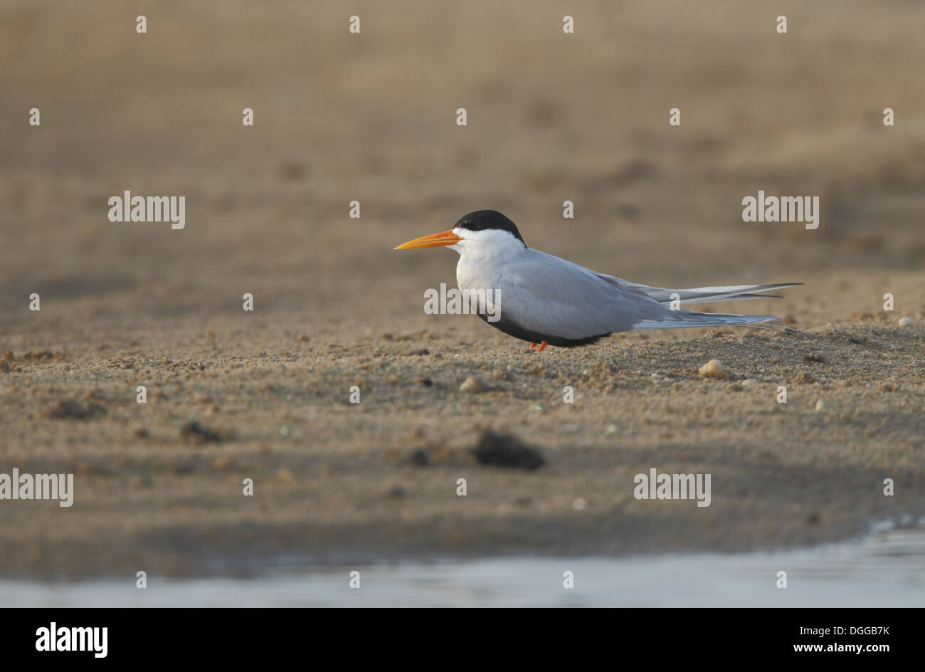 Black-bellied Tern (Sterna acuticauda) adult, standing on riverbank ...