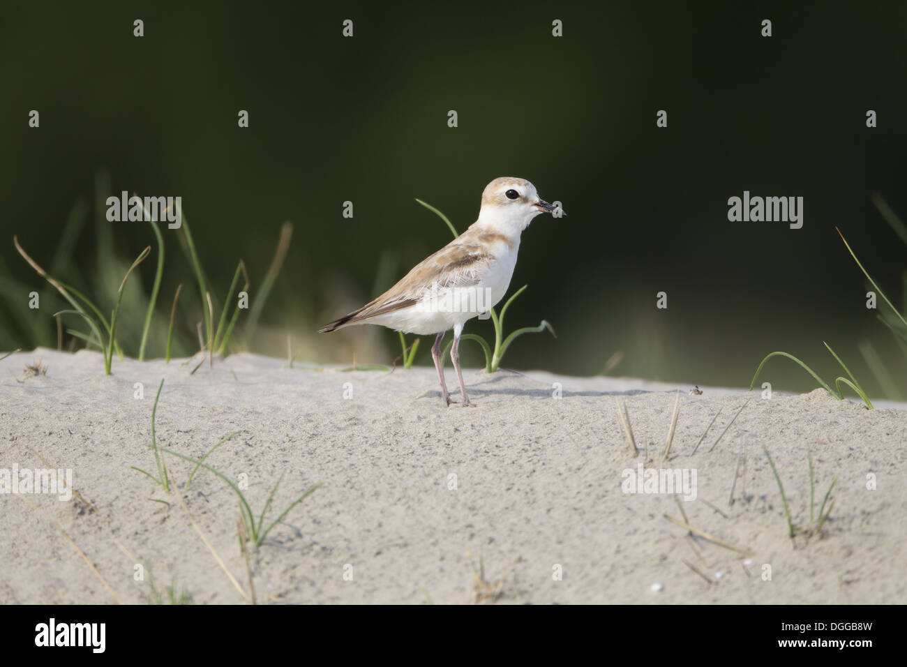 White-faced Plover (Charadrius dealbatus) adult female worn breeding ...