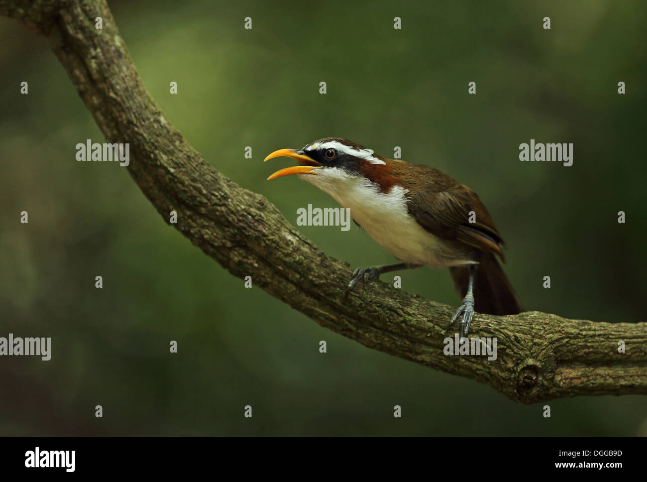 Scimitar babblers of asia hi-res stock photography and images - Alamy