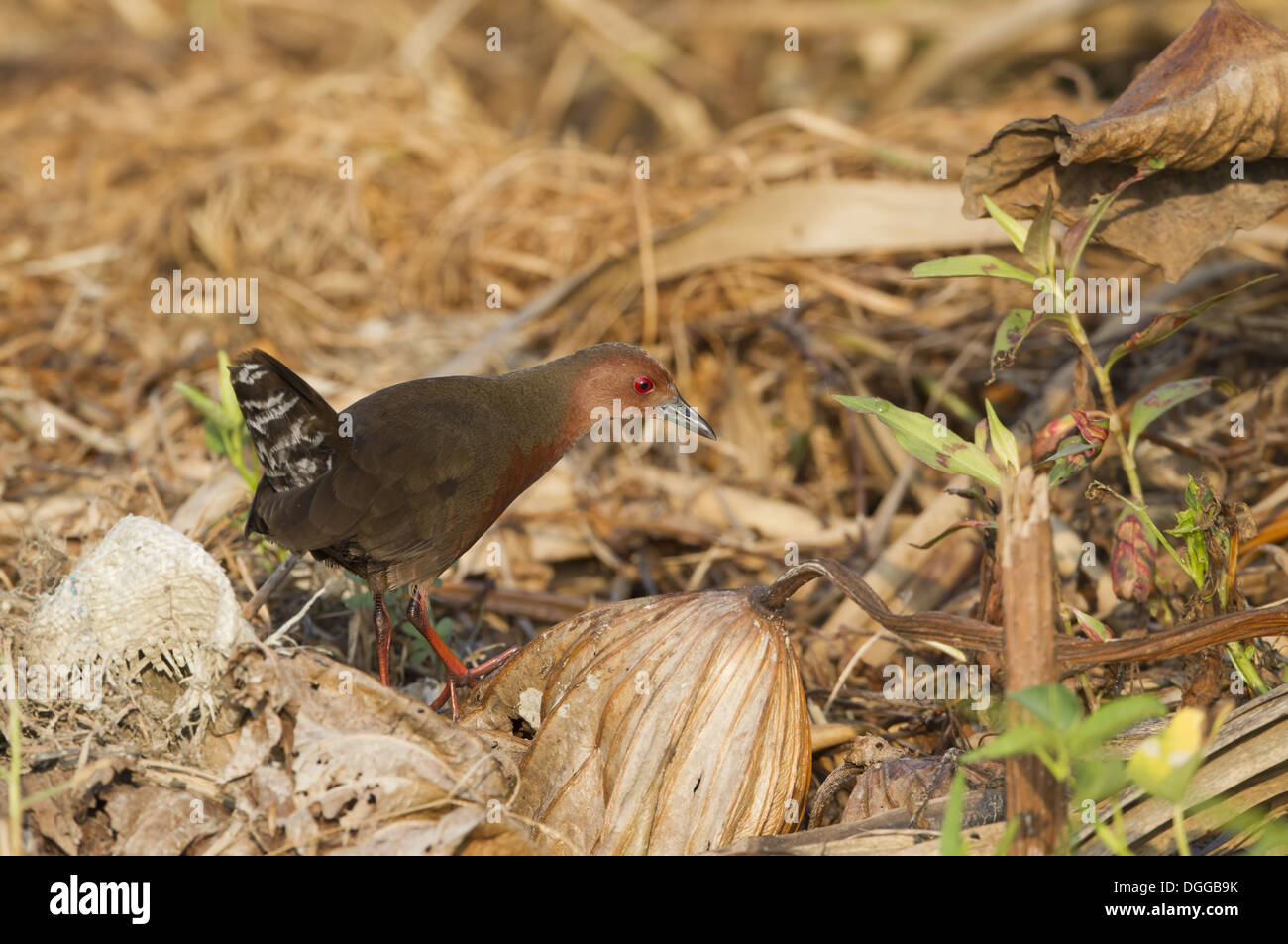 Ruddy-breasted Crake (Porzana fusca) adult, feeding amongst plant ...