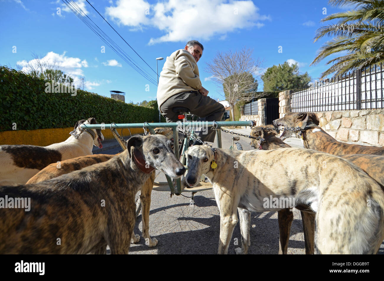 Hounding Misery: Bike invented by Eugenio to train various greyhounds ...