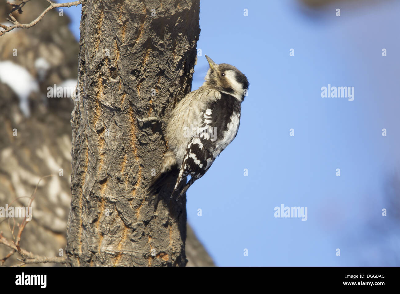 Grey capped woodpeckers hi-res stock photography and images - Alamy