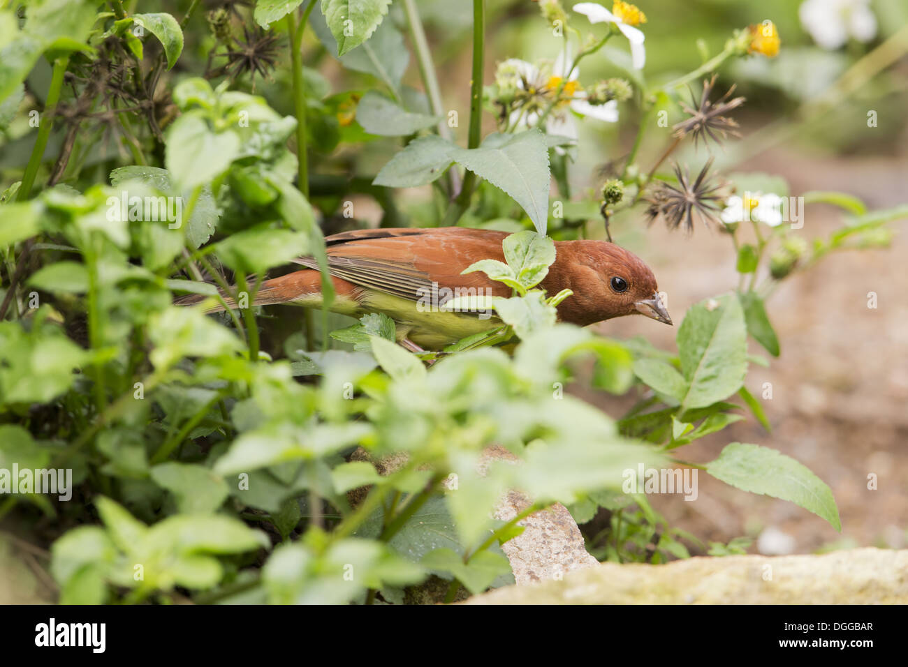 Chestnut buntings hi-res stock photography and images - Alamy