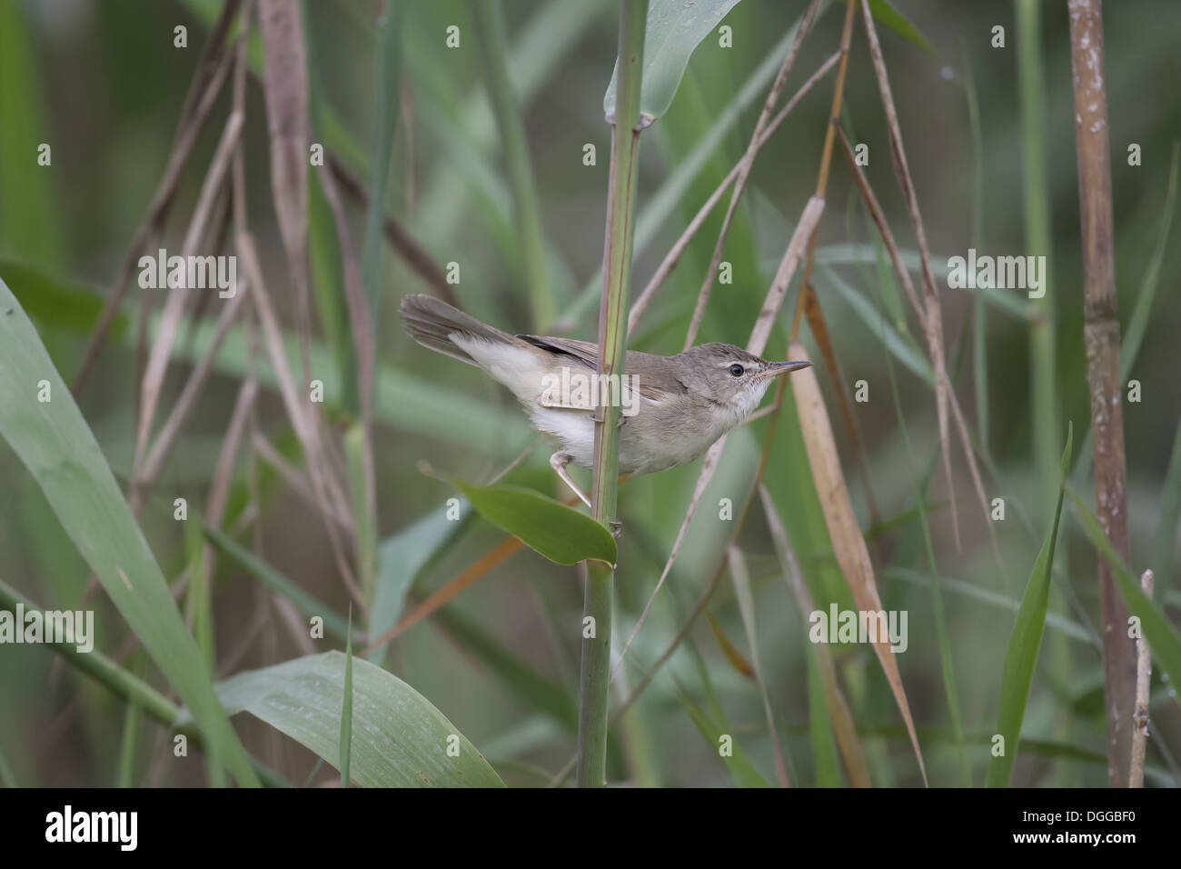 Blunt-winged Warbler (Acrocephalus concinens) adult, perched on reed ...